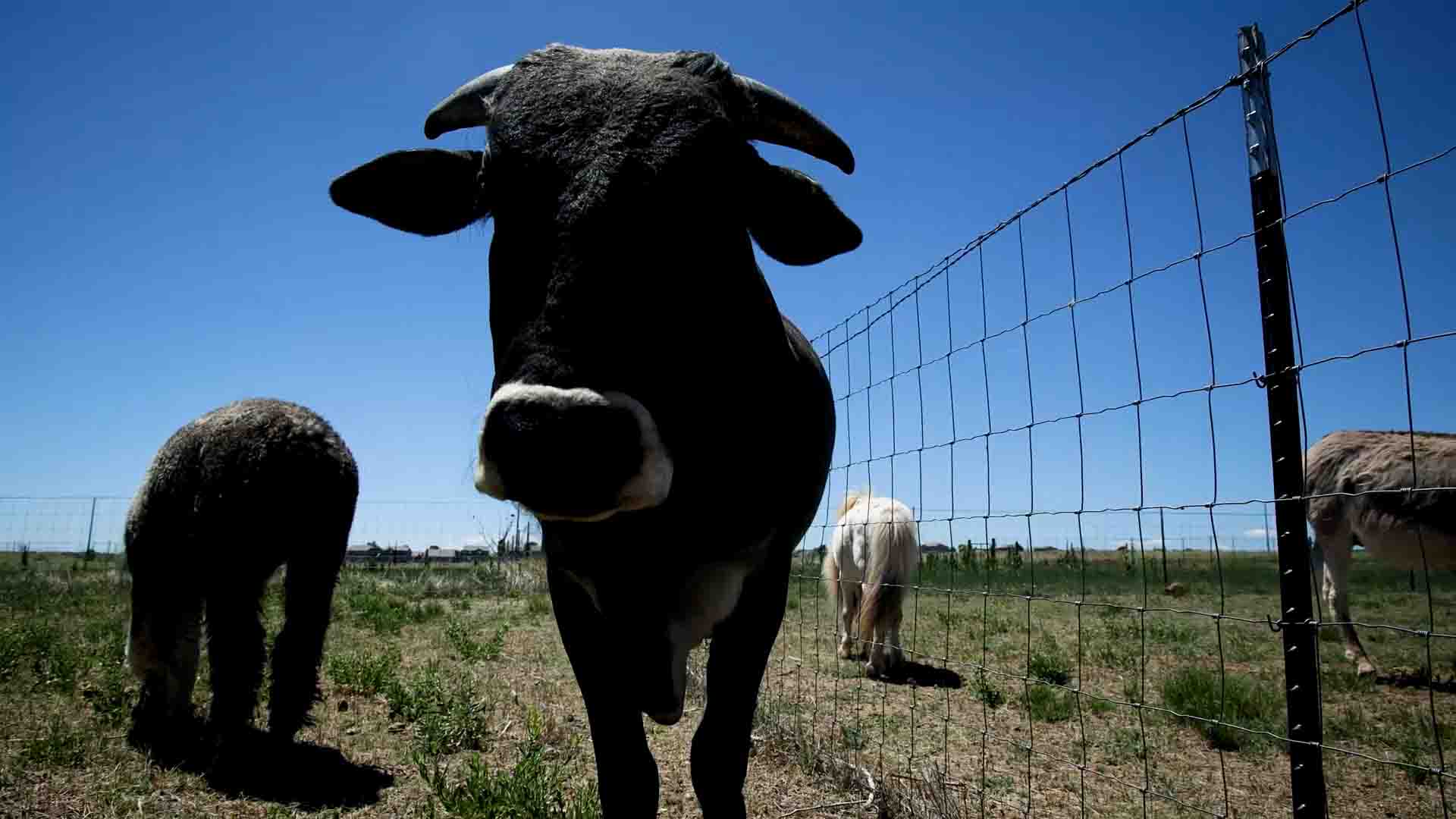 New Farm Animals at Plains Conservation Center | Auroratv