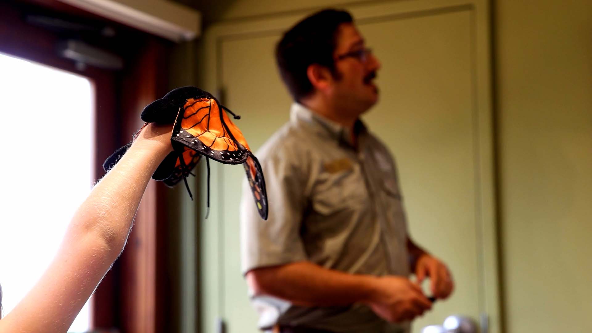 Learn About Monarch Migration in Aurora | Auroratv