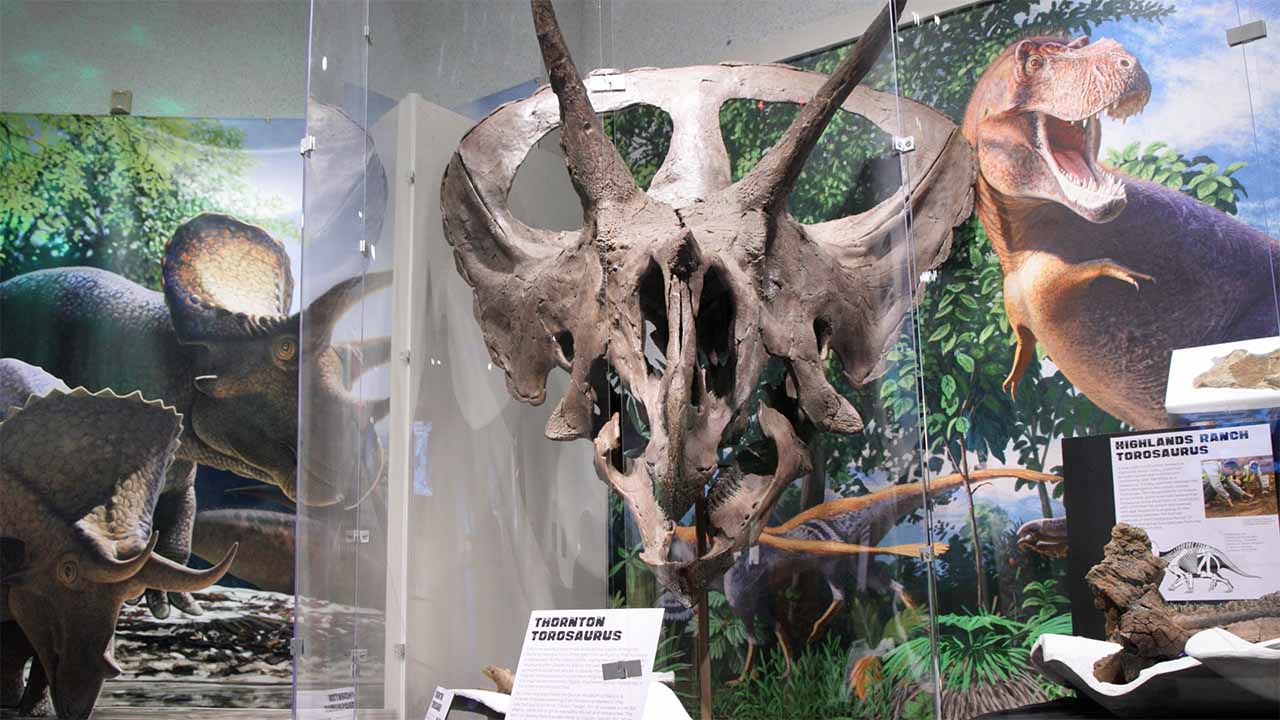 Aurora History Museum Unveils "Prehistoric Aurora" Exhibit | Auroratv