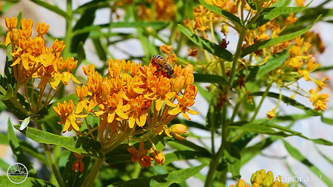 Party for Pollinators 2025 | Auroratv