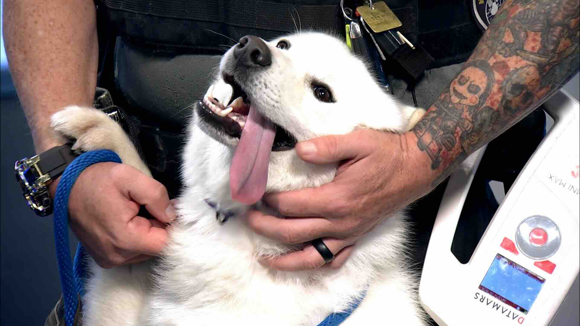 Aurora Animal Shelter Microchip Segment | Auroratv