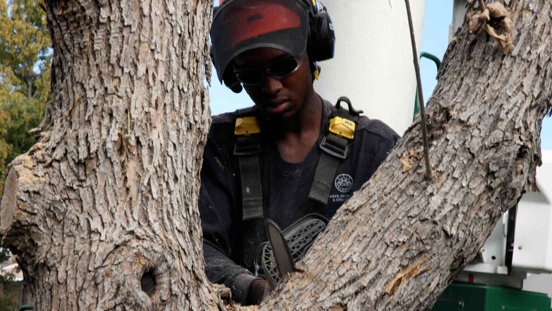 Protect Your Ash Tree from EAB | Auroratv